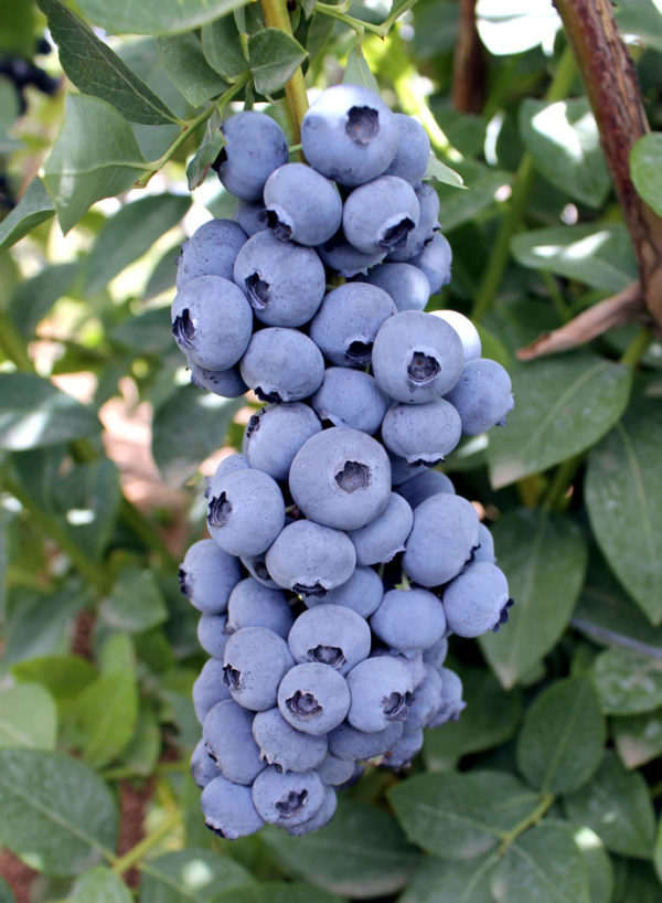 Sales | Oregon Blueberry