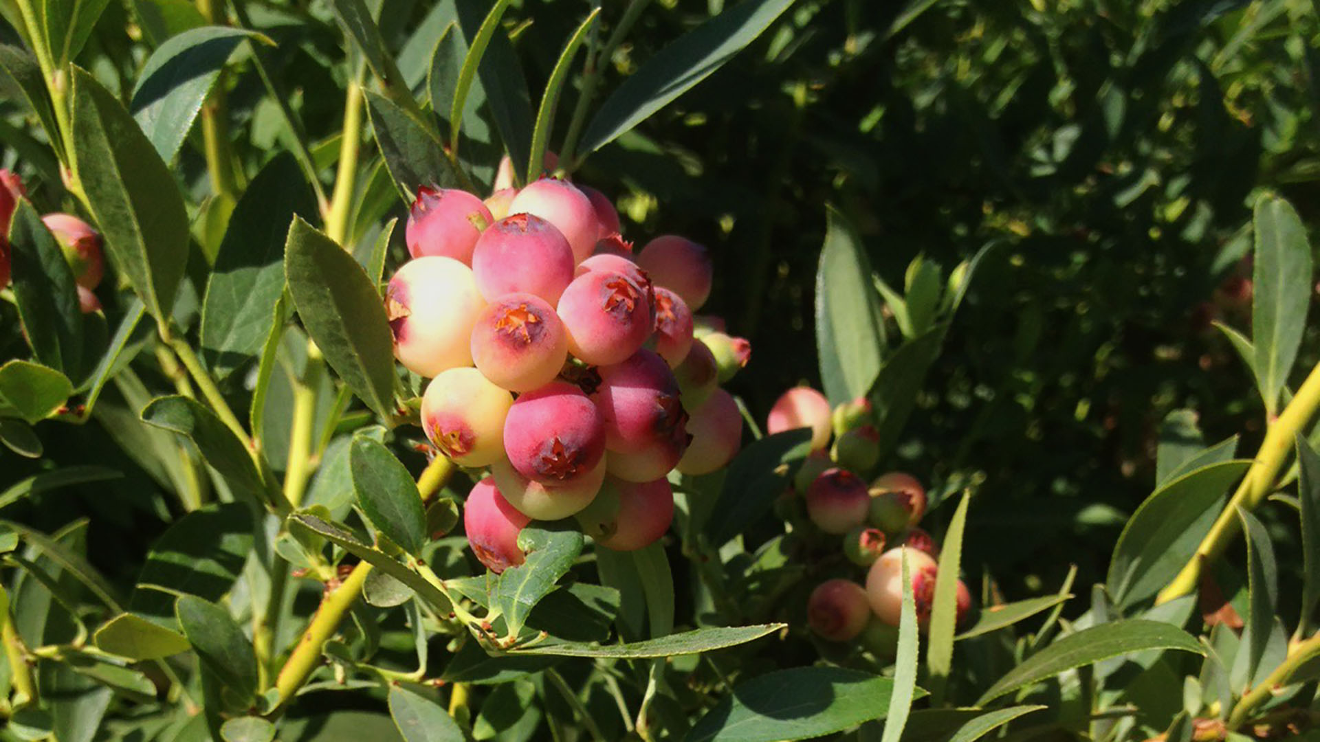 About Us | Oregon Blueberry