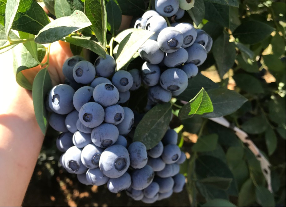 Calypso | Oregon Blueberry