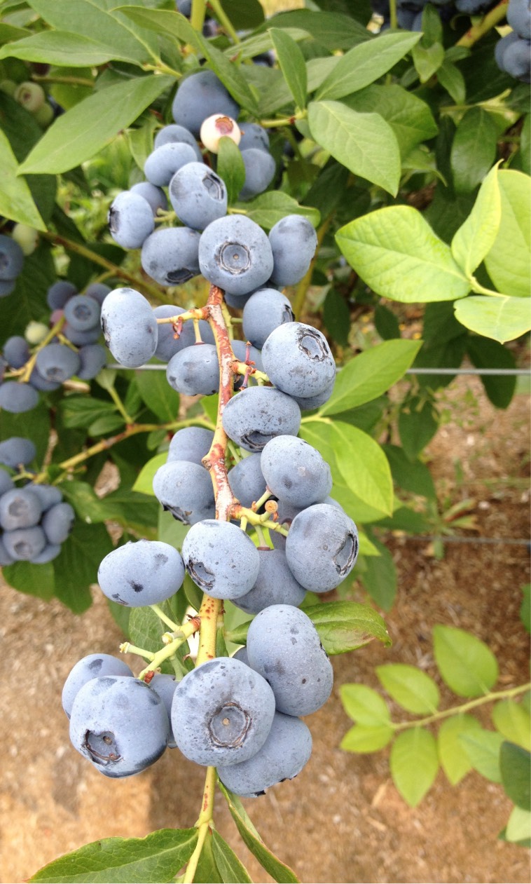 Calypso | Oregon Blueberry