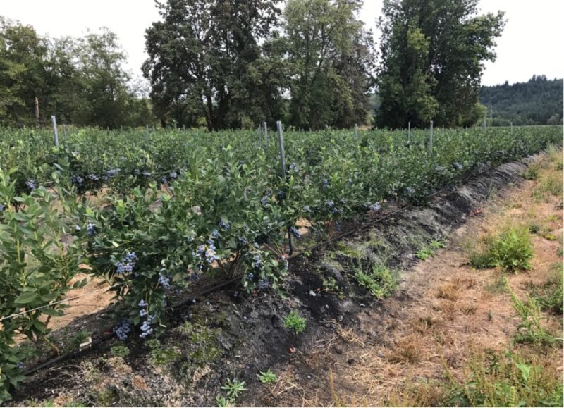 Calypso | Oregon Blueberry