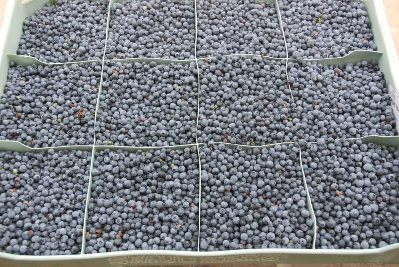 Our Farm | Oregon Blueberry