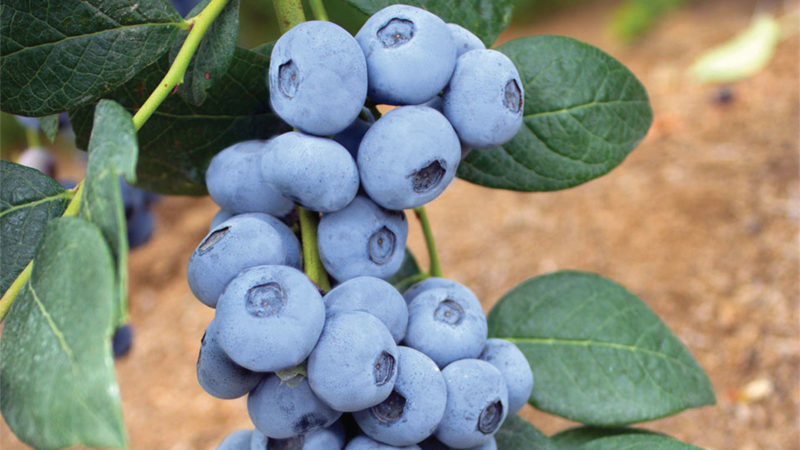 About Us | Oregon Blueberry