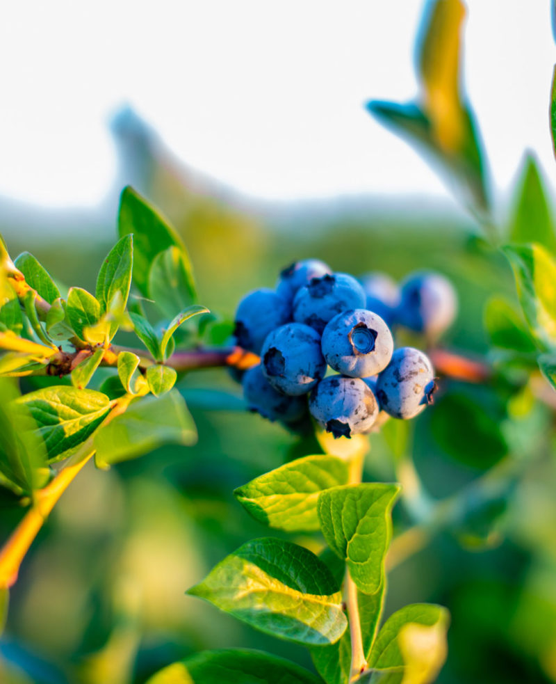 Sales | Oregon Blueberry