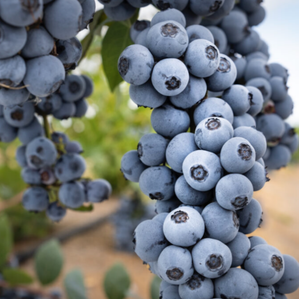 Oregon Blueberry | Nursery • Genetics • Farm