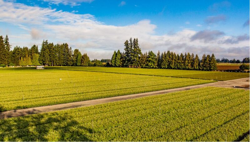 Our Farm | Oregon Blueberry