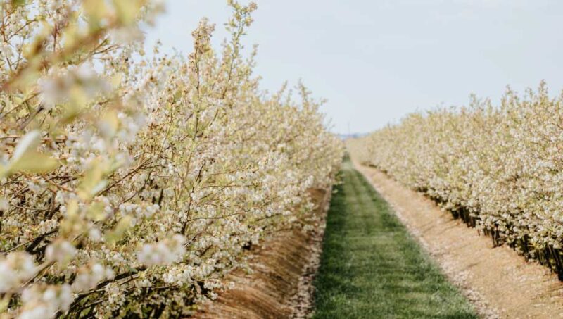 Varieties | Oregon Blueberry